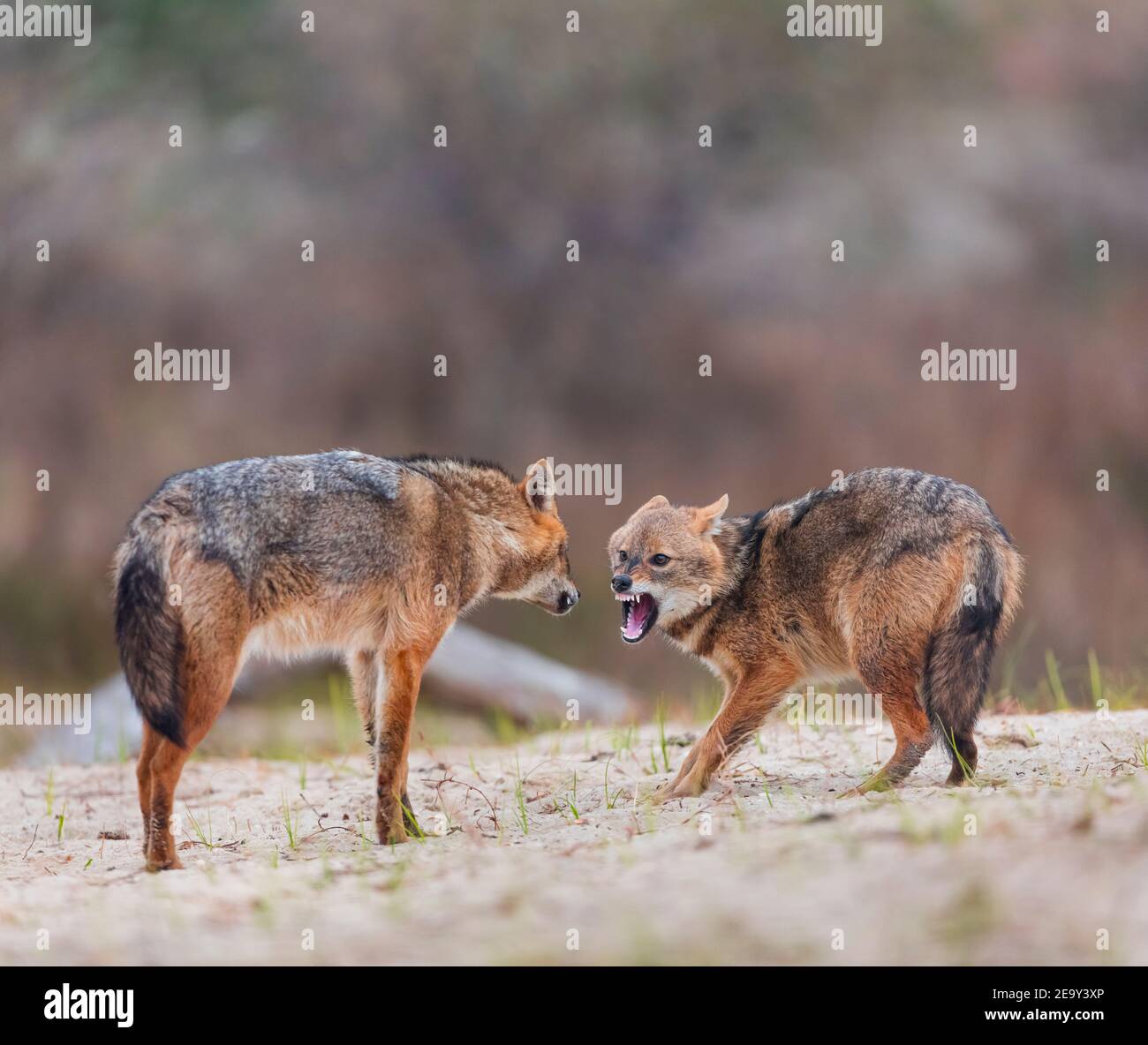 Chacal dorado canis aureus hi-res stock photography and images - Alamy