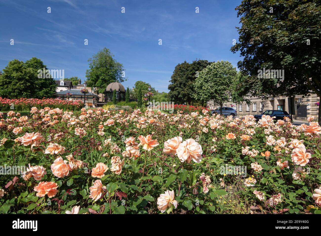Rose garden harrogate hi-res stock photography and images - Alamy