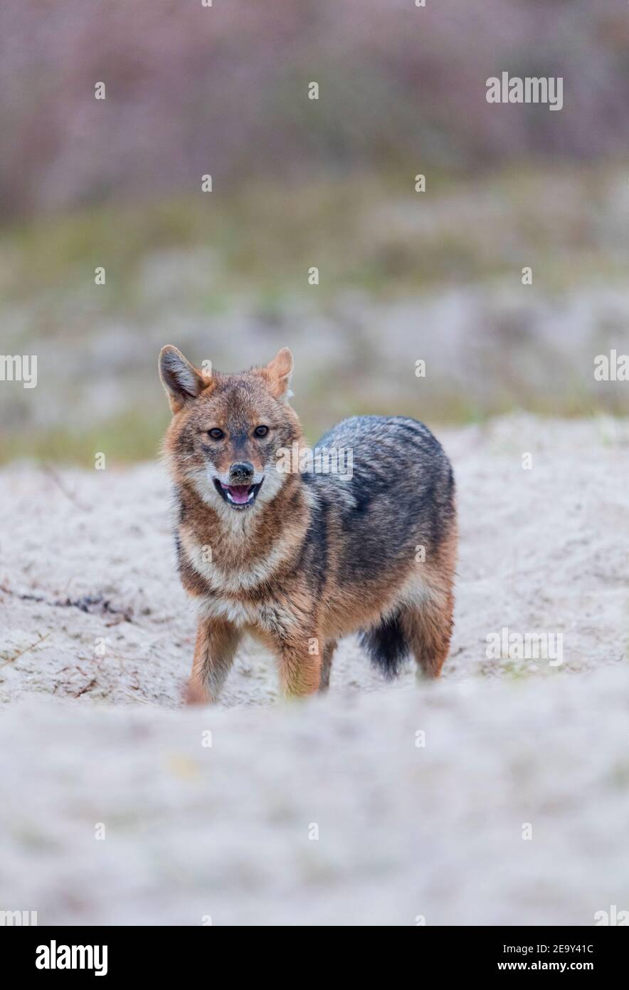 Golden jackal - CHACAL DORADO (Canis aureus), Danube Delta - DELTA DEL DANUBIO, Ramsar Wetland ...