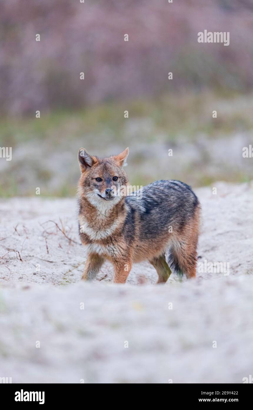 Chacal dorado hi-res stock photography and images - Alamy