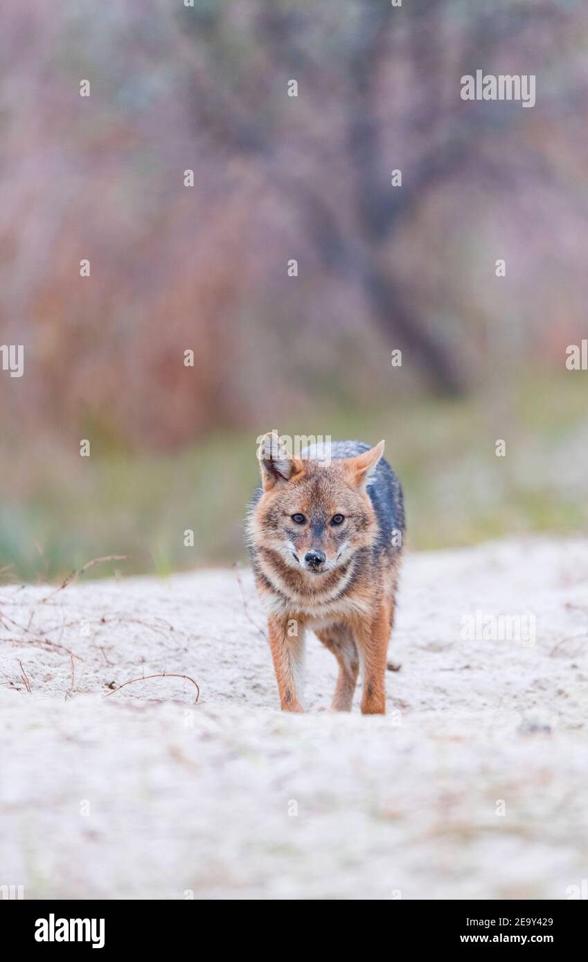 Chacal dorado canis aureus hi-res stock photography and images - Alamy