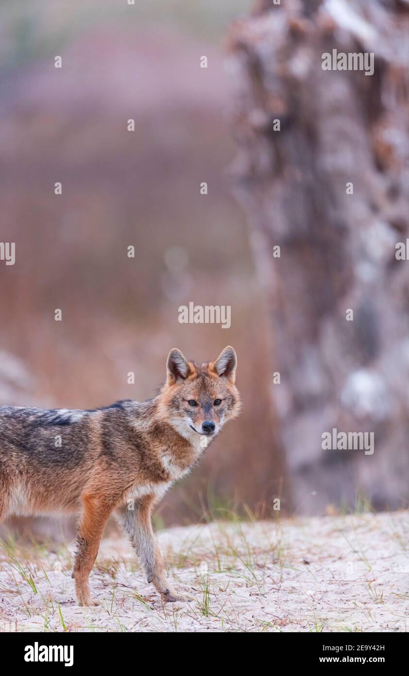 Chacal dorado canis aureus hi-res stock photography and images - Alamy