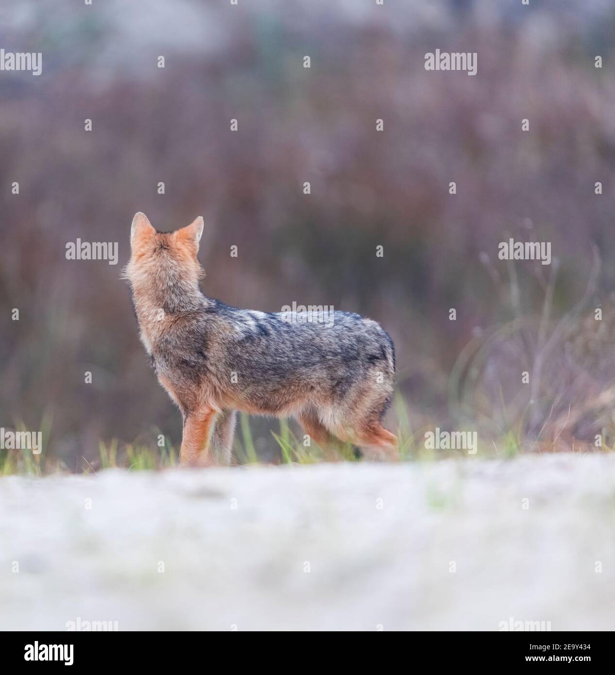 Golden jackal - CHACAL DORADO (Canis aureus), Danube Delta - DELTA DEL ...
