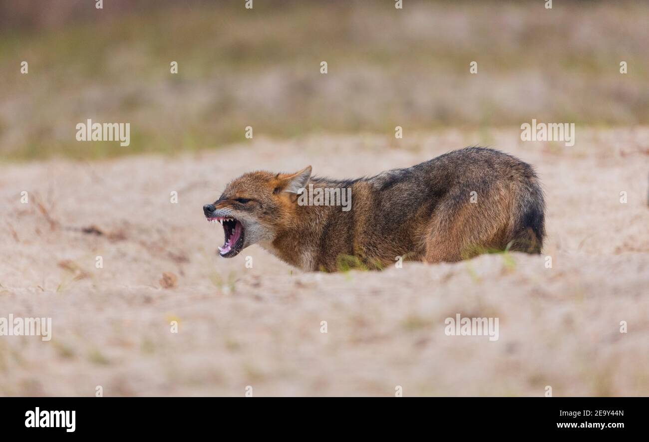 Chacal dorado canis aureus hi-res stock photography and images - Alamy