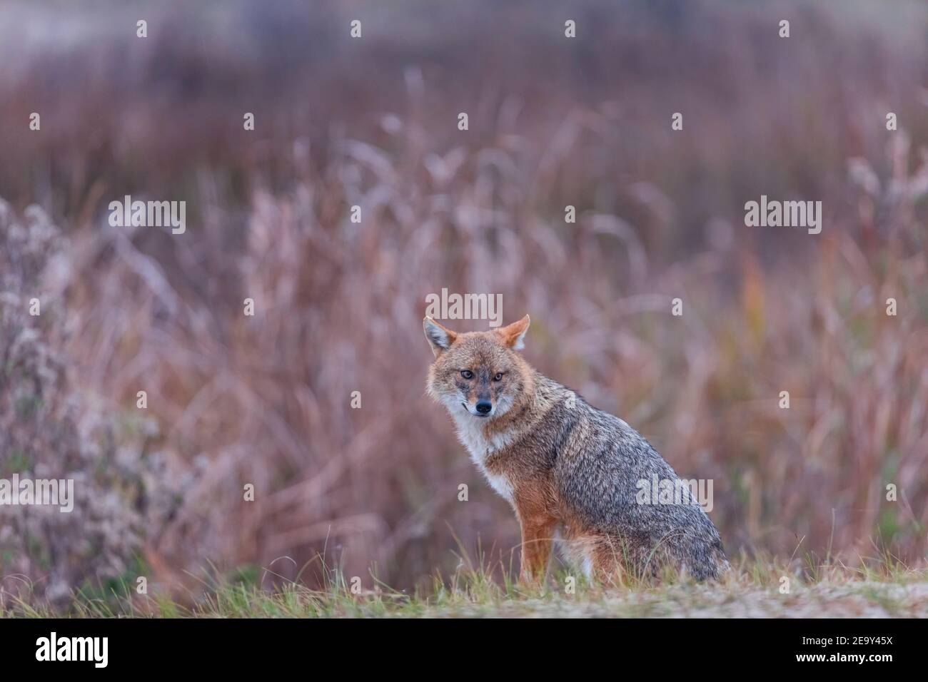 Golden jackal - CHACAL DORADO (Canis aureus), Danube Delta - DELTA DEL ...