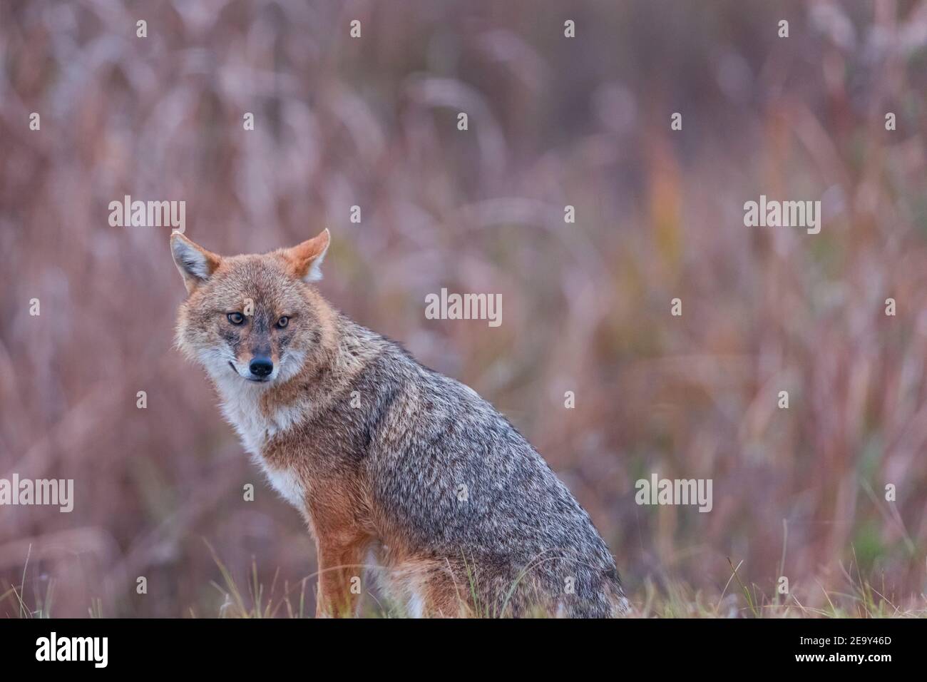 Chacal dorado canis aureus hi-res stock photography and images - Alamy