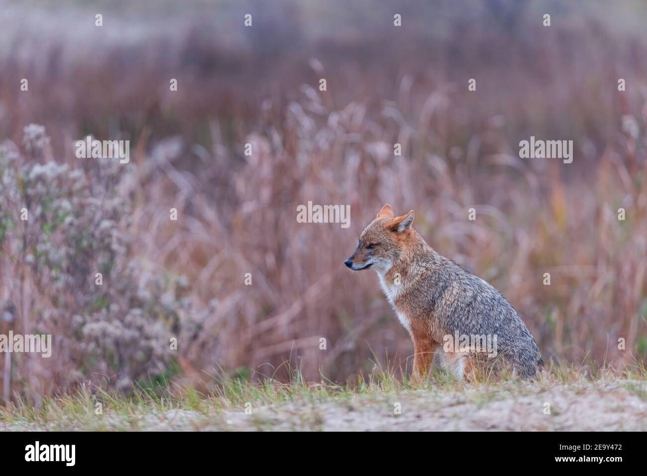 Chacal dorado canis aureus hi-res stock photography and images - Alamy