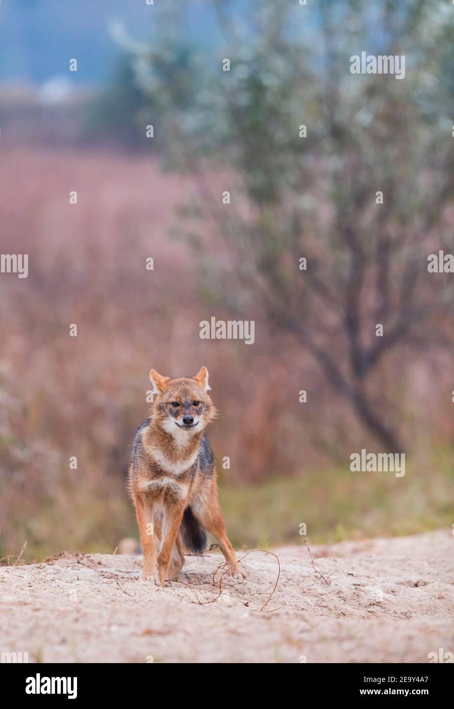 Golden jackal - CHACAL DORADO (Canis aureus), Danube Delta - DELTA DEL ...