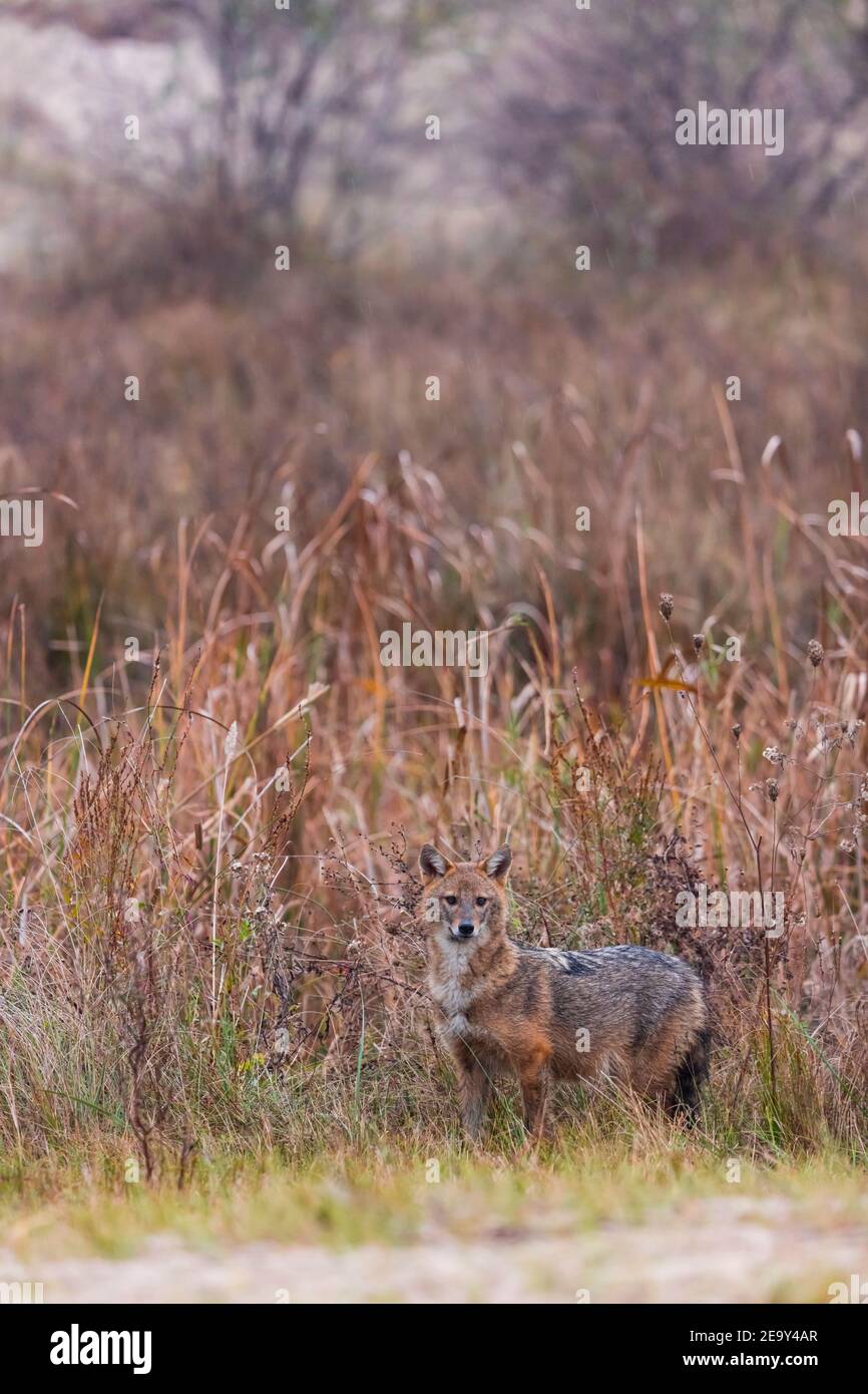 Golden jackal - CHACAL DORADO (Canis aureus), Danube Delta - DELTA DEL ...