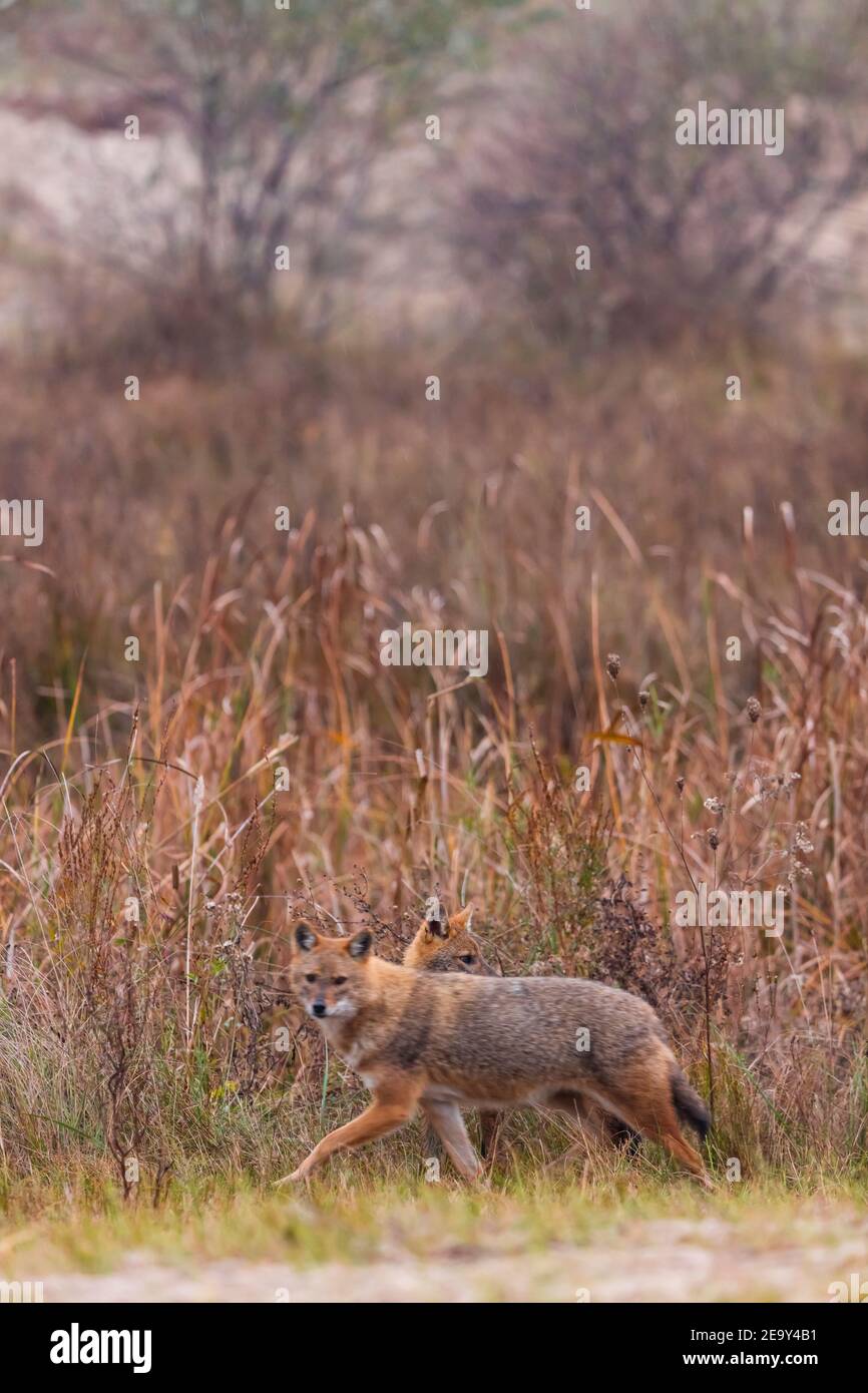 Golden jackal - CHACAL DORADO (Canis aureus), Danube Delta - DELTA DEL ...