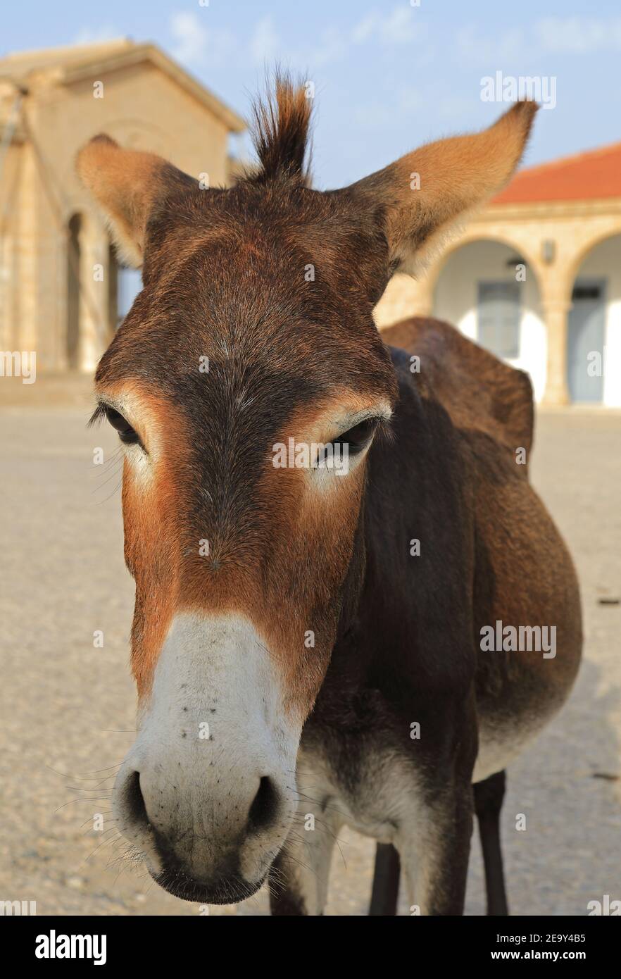 Donkey at Cape Apostolos Andreas on the Karpass Peninsula Republic of ...