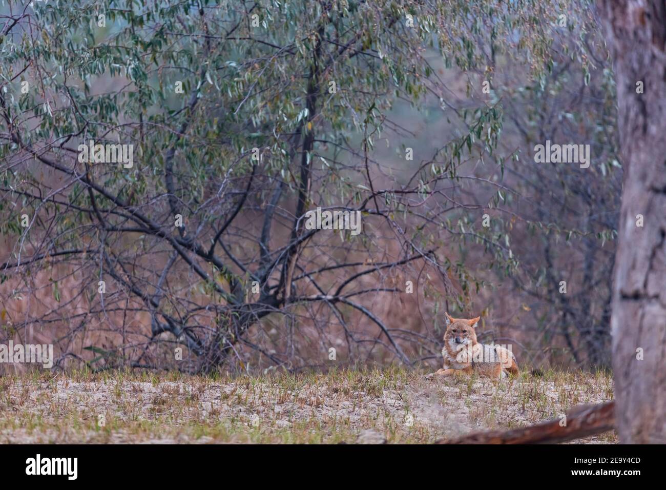 Chacal dorado canis aureus hi-res stock photography and images - Alamy