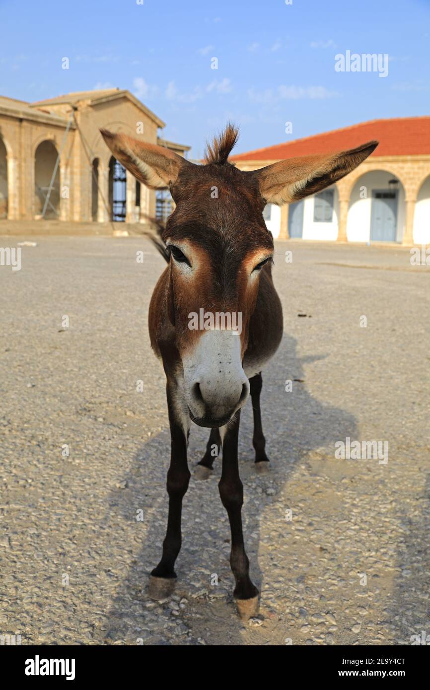 Donkey at Cape Apostolos Andreas on the Karpass Peninsula Republic of ...