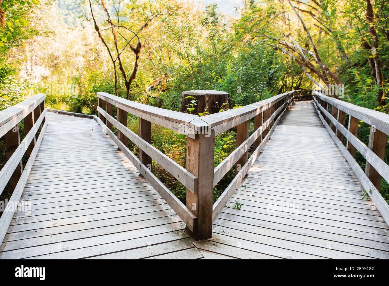 Boardwalk trail crossroads splitting in two ways through Wildwood ...