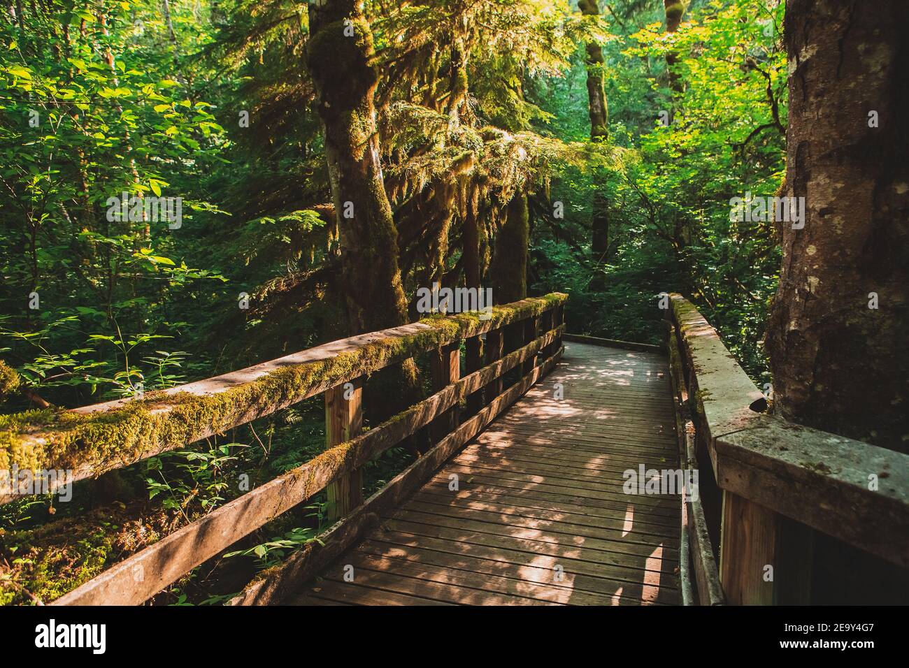 Path through the deep spooky forest. Wooden boardwalk trail through ...