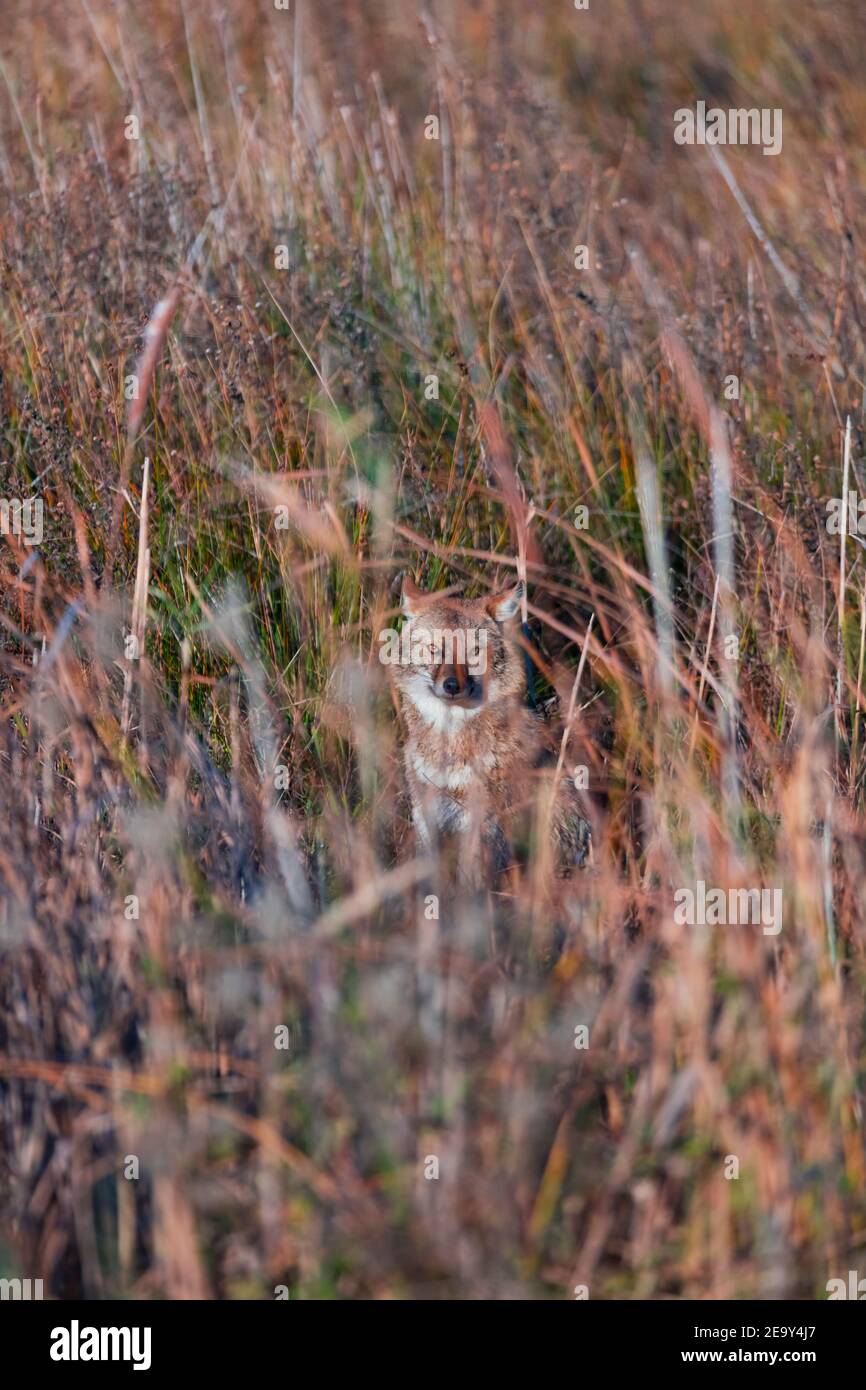 Golden jackal - CHACAL DORADO (Canis aureus), Danube Delta - DELTA DEL ...