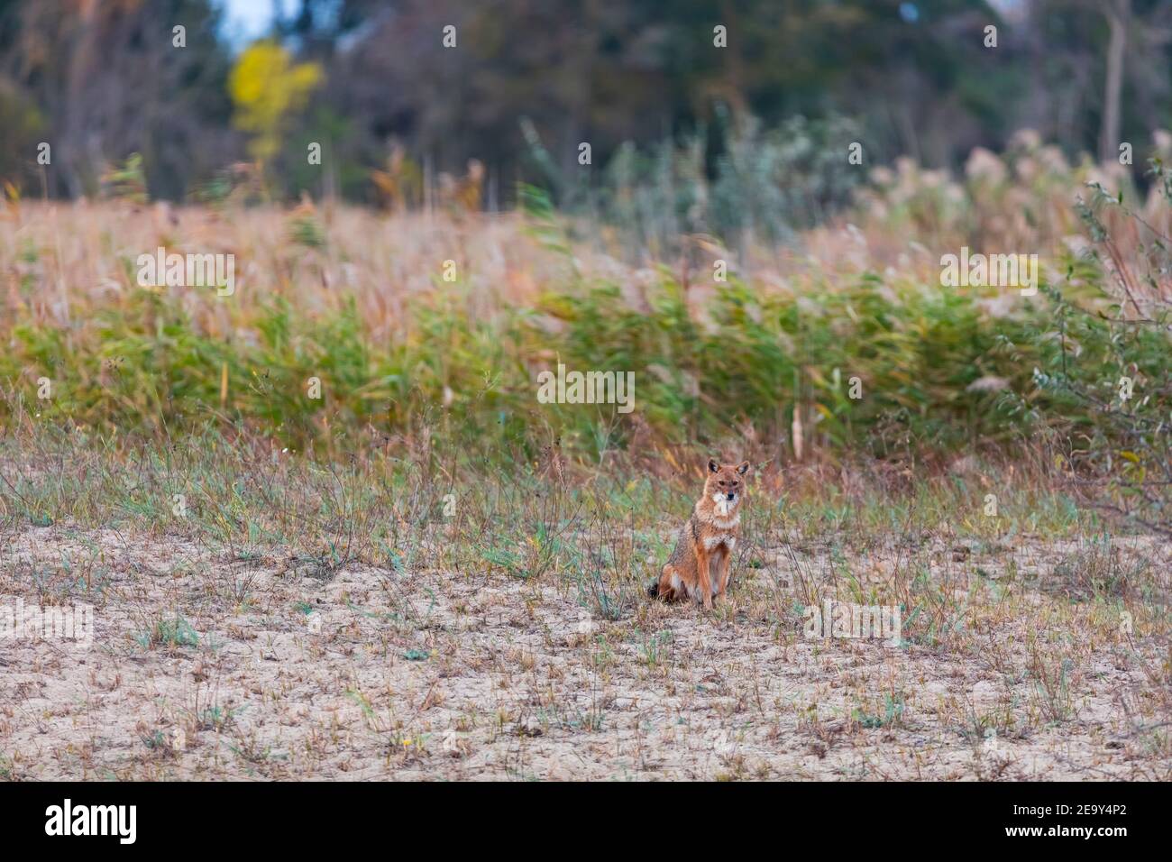 Chacal dorado hi-res stock photography and images - Alamy