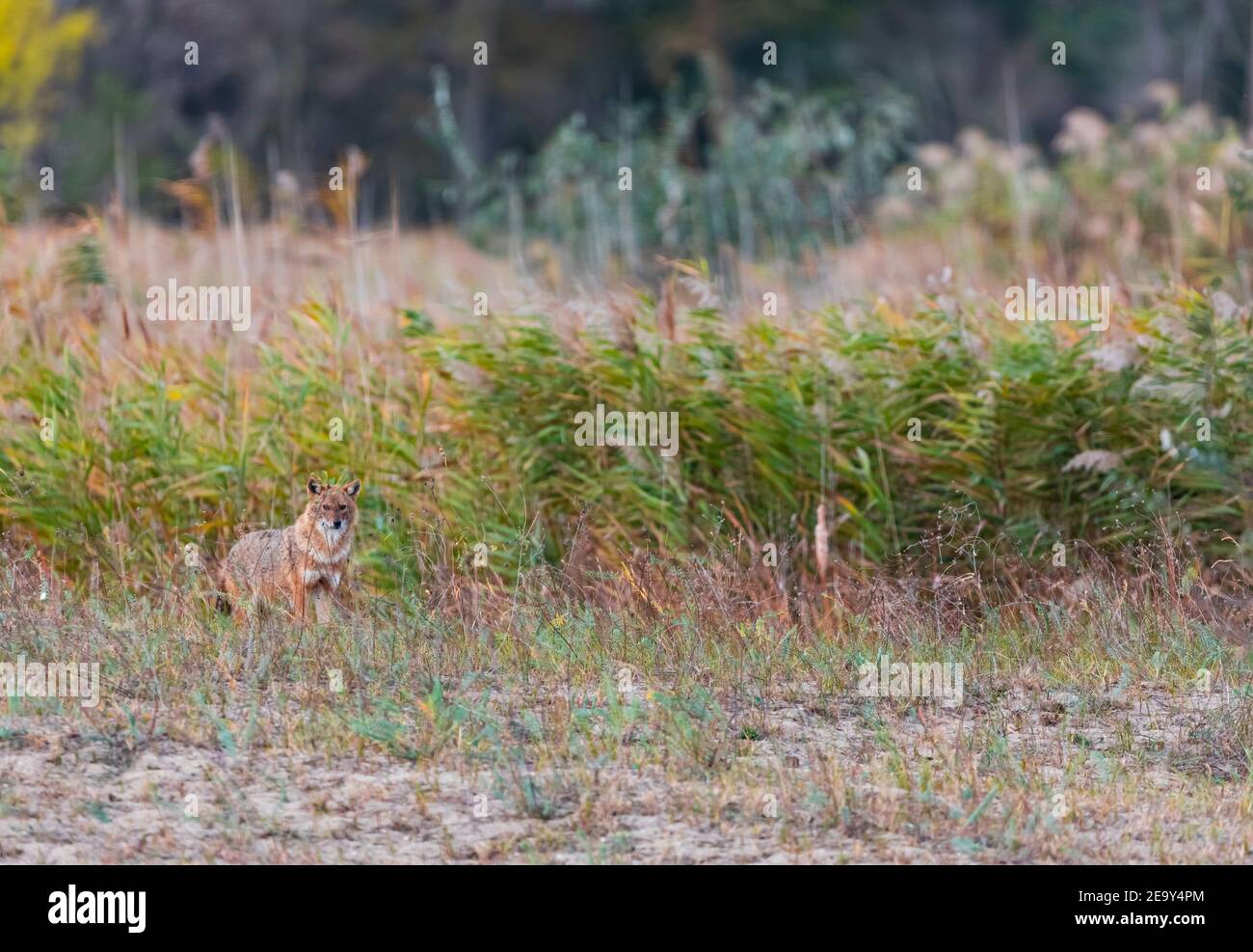 Golden jackal - CHACAL DORADO (Canis aureus), Danube Delta - DELTA DEL ...
