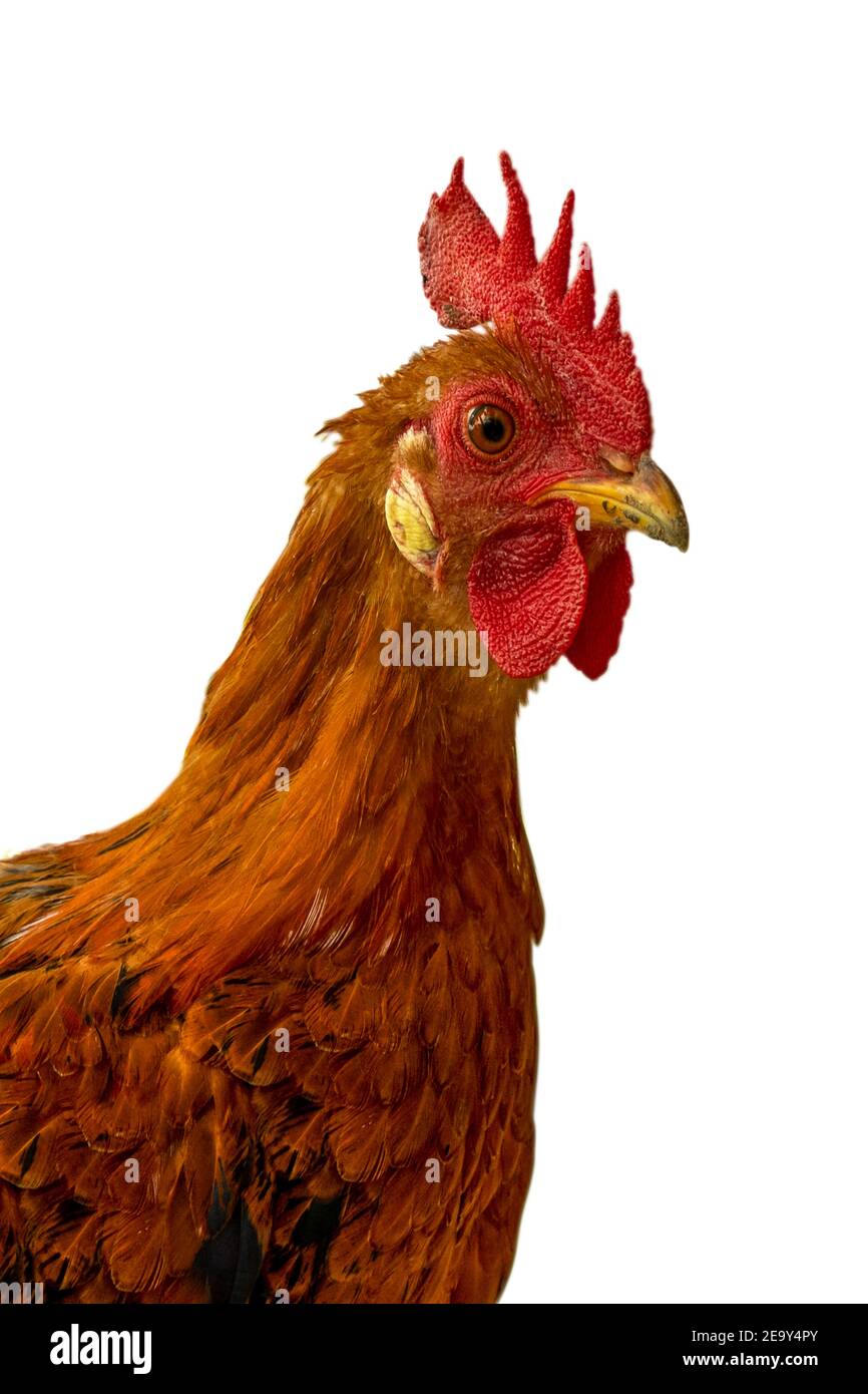 Chicken or hen or cock side view with white background in springtime ...