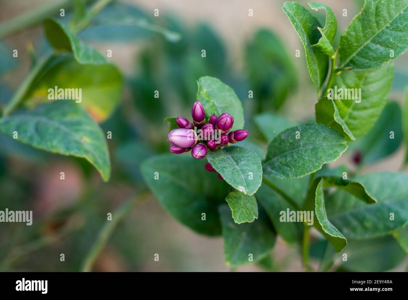 Lemon tree flowers and fruit hi-res stock photography and images - Alamy