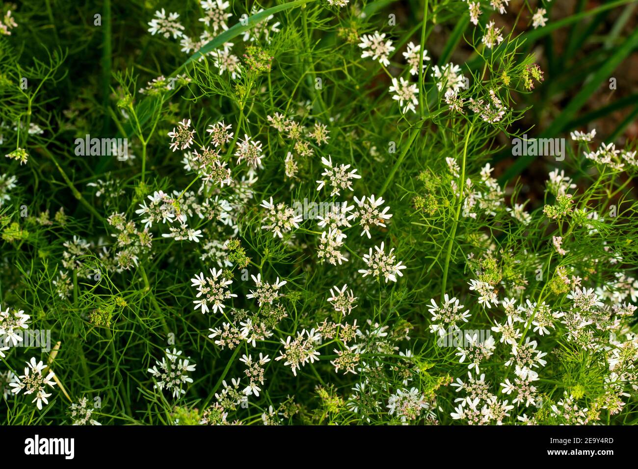 Coriander flowers hi-res stock photography and images - Alamy