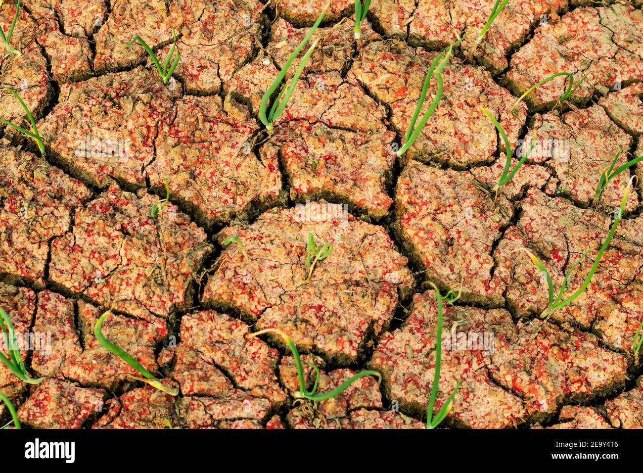 Colorful abstract background of natural crack texture on soil and trees ...