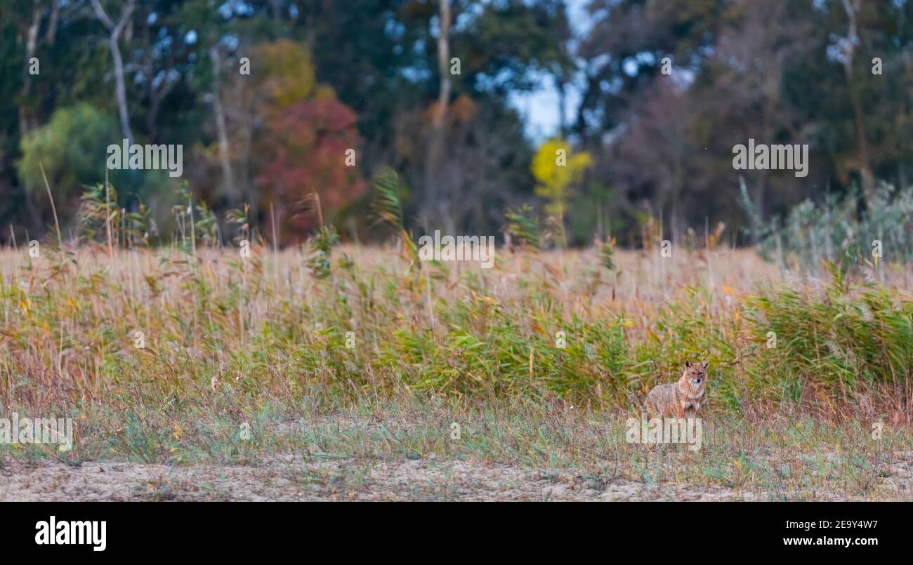 Golden jackal - CHACAL DORADO (Canis aureus), Danube Delta - DELTA DEL ...