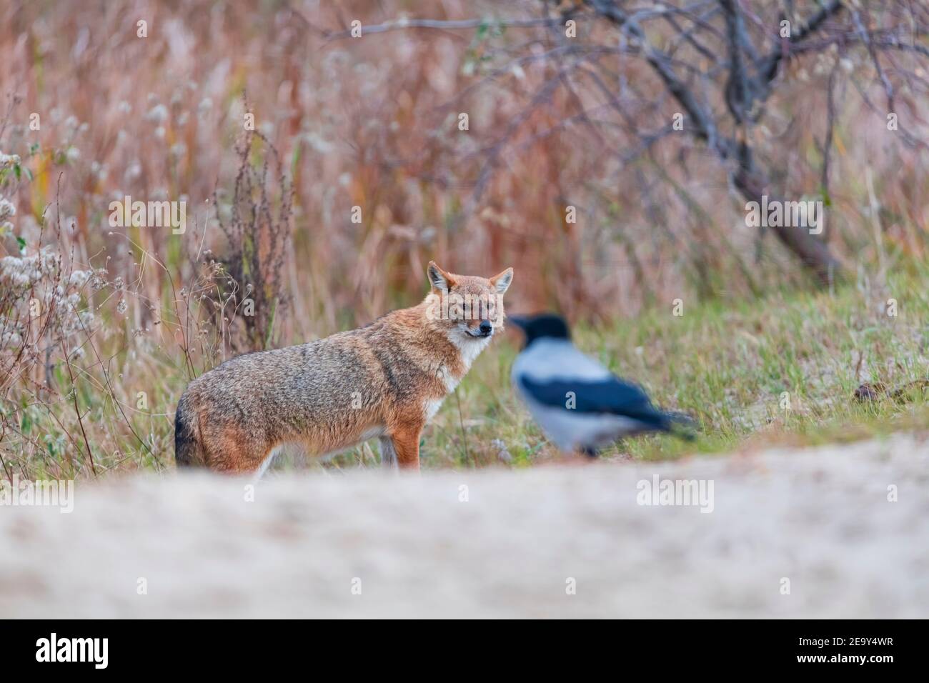 Golden jackal - CHACAL DORADO (Canis aureus), Danube Delta - DELTA DEL ...