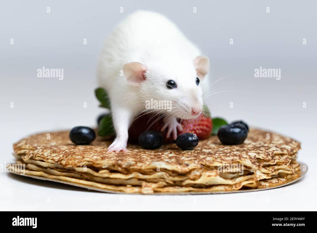 A cute white decorative rat sits on delicious pancakes with ...