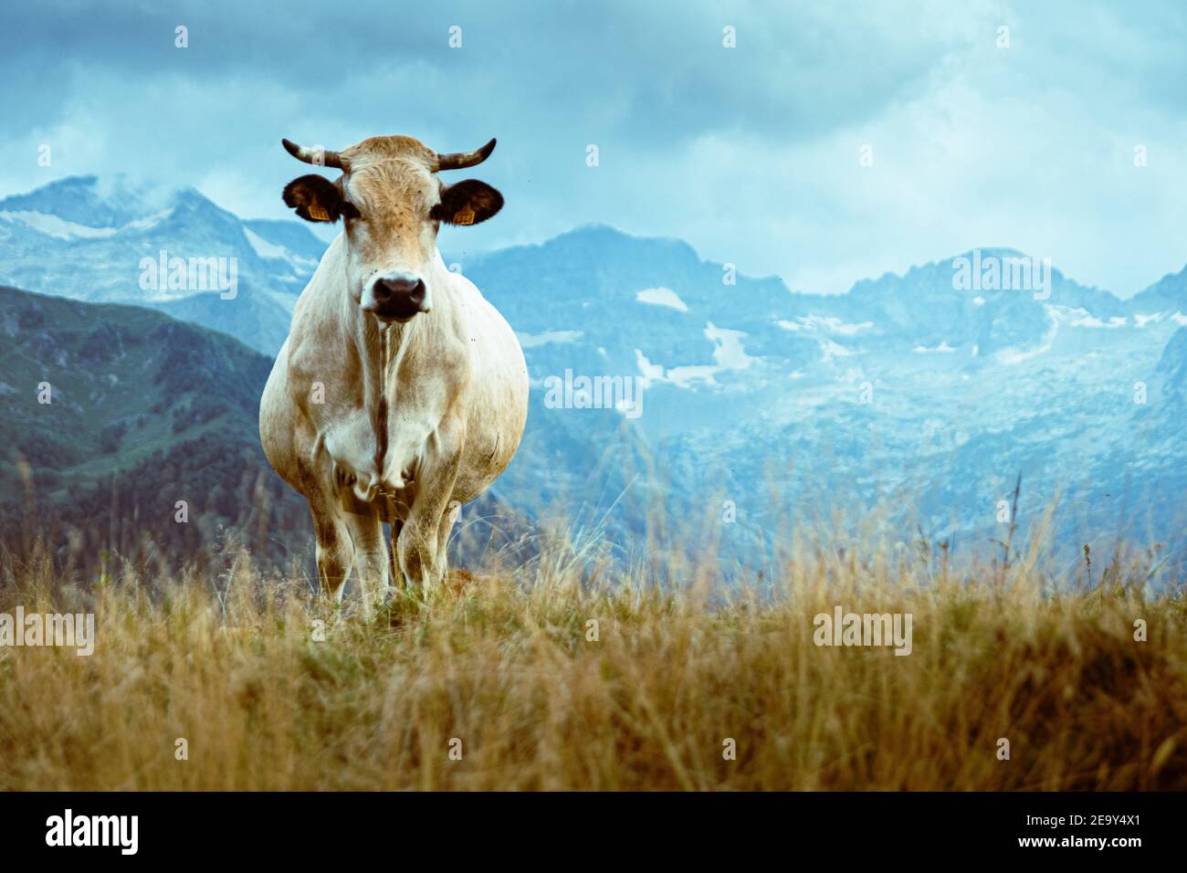 Beautiful idyllic alpine landscape with cow Stock Photo - Alamy