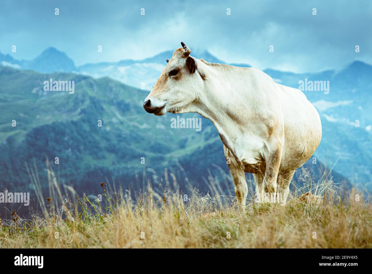 Beautiful idyllic alpine landscape with cow Stock Photo - Alamy