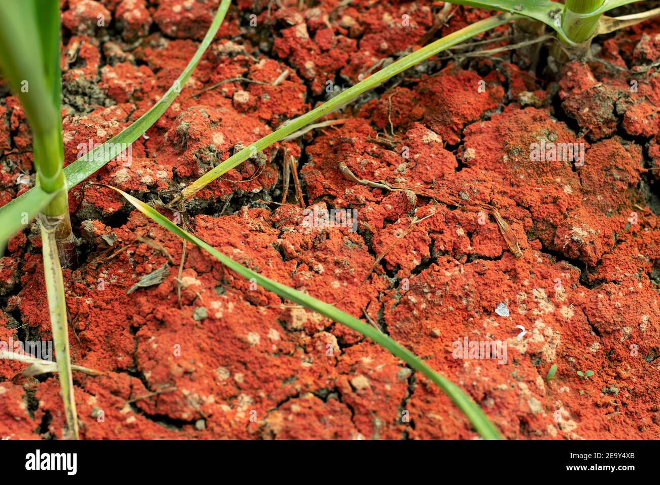 Dried, red cracked earth soil closeup photo abstract background of ...