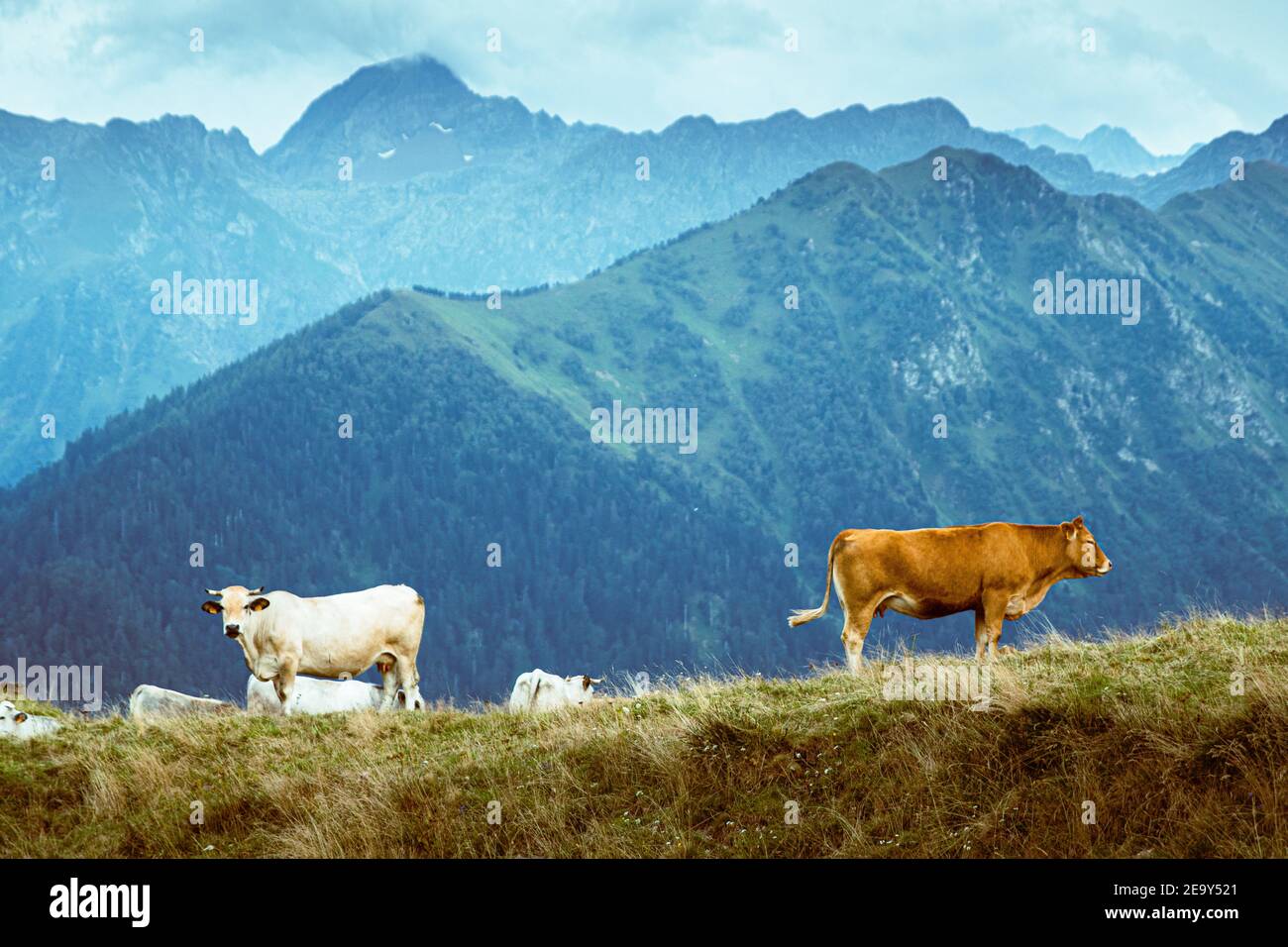 Beautiful idyllic alpine landscape with cows Stock Photo - Alamy