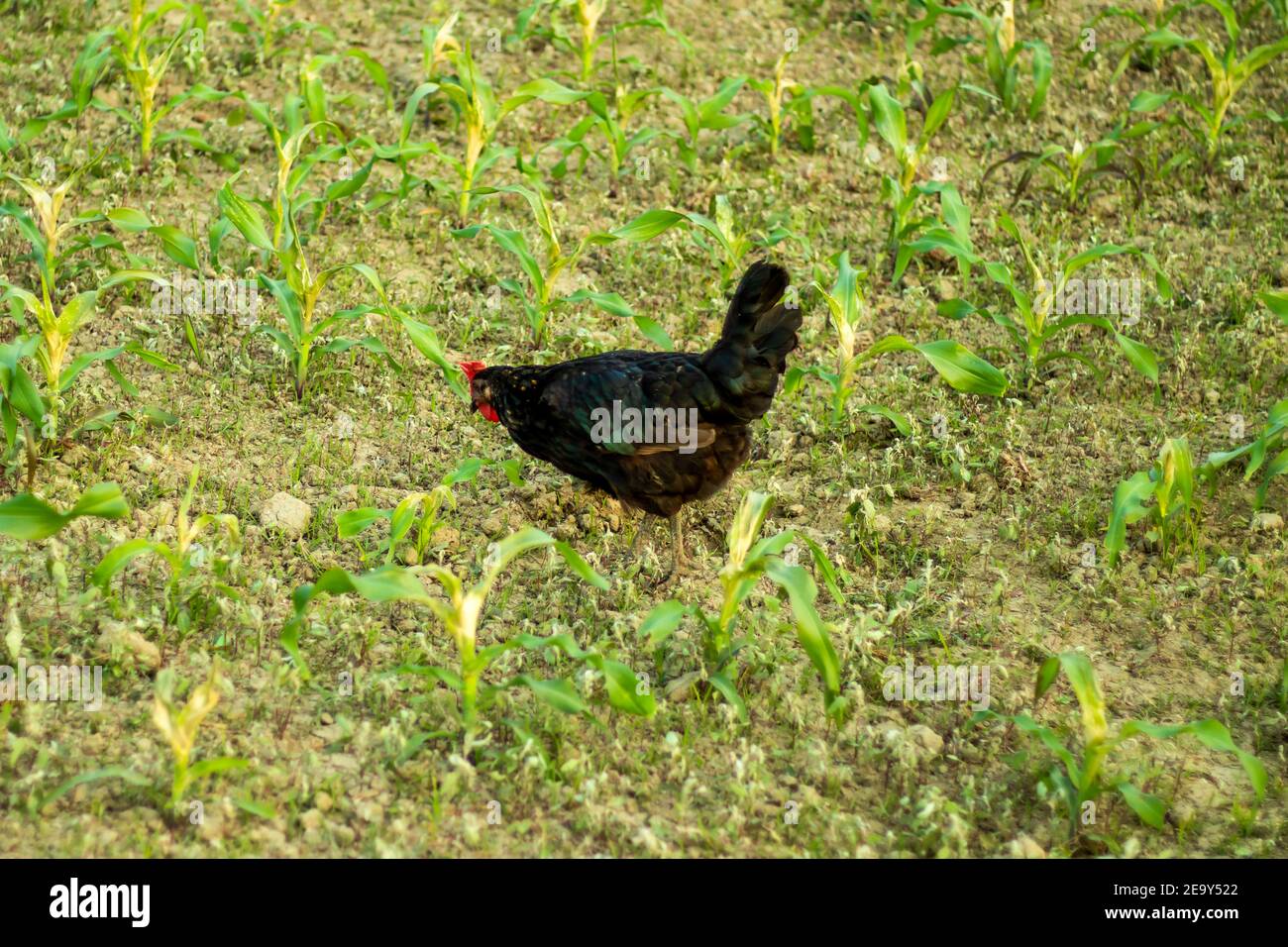 Chicken feed corn hi-res stock photography and images - Alamy