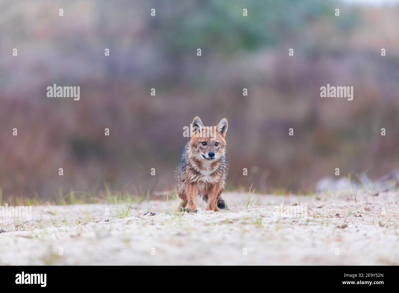 Golden jackal - CHACAL DORADO (Canis aureus), Danube Delta - DELTA DEL ...