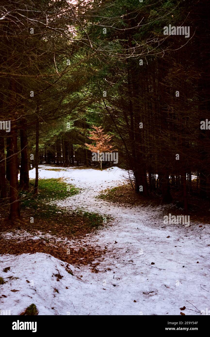 Pathway through the evergreen forest after the fresh snowfall Stock ...