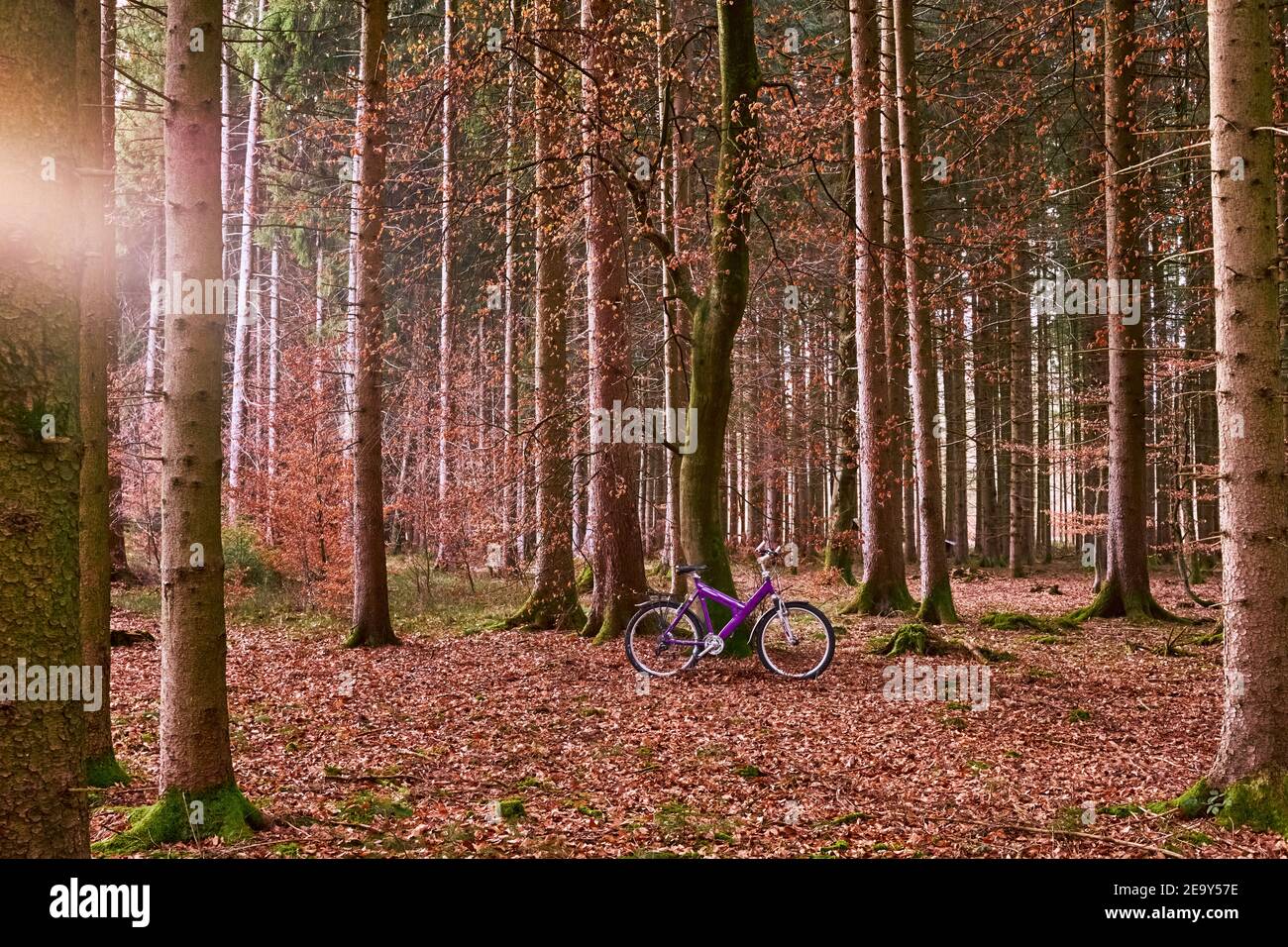 Purple bicycle leaning tree hi-res stock photography and images - Alamy
