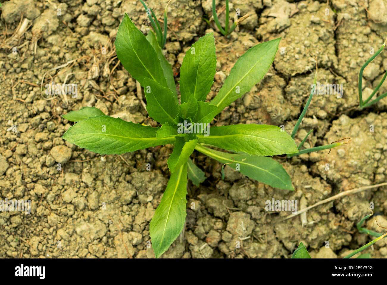 Scotch thistle tree has so many common names include cardus marianus ...