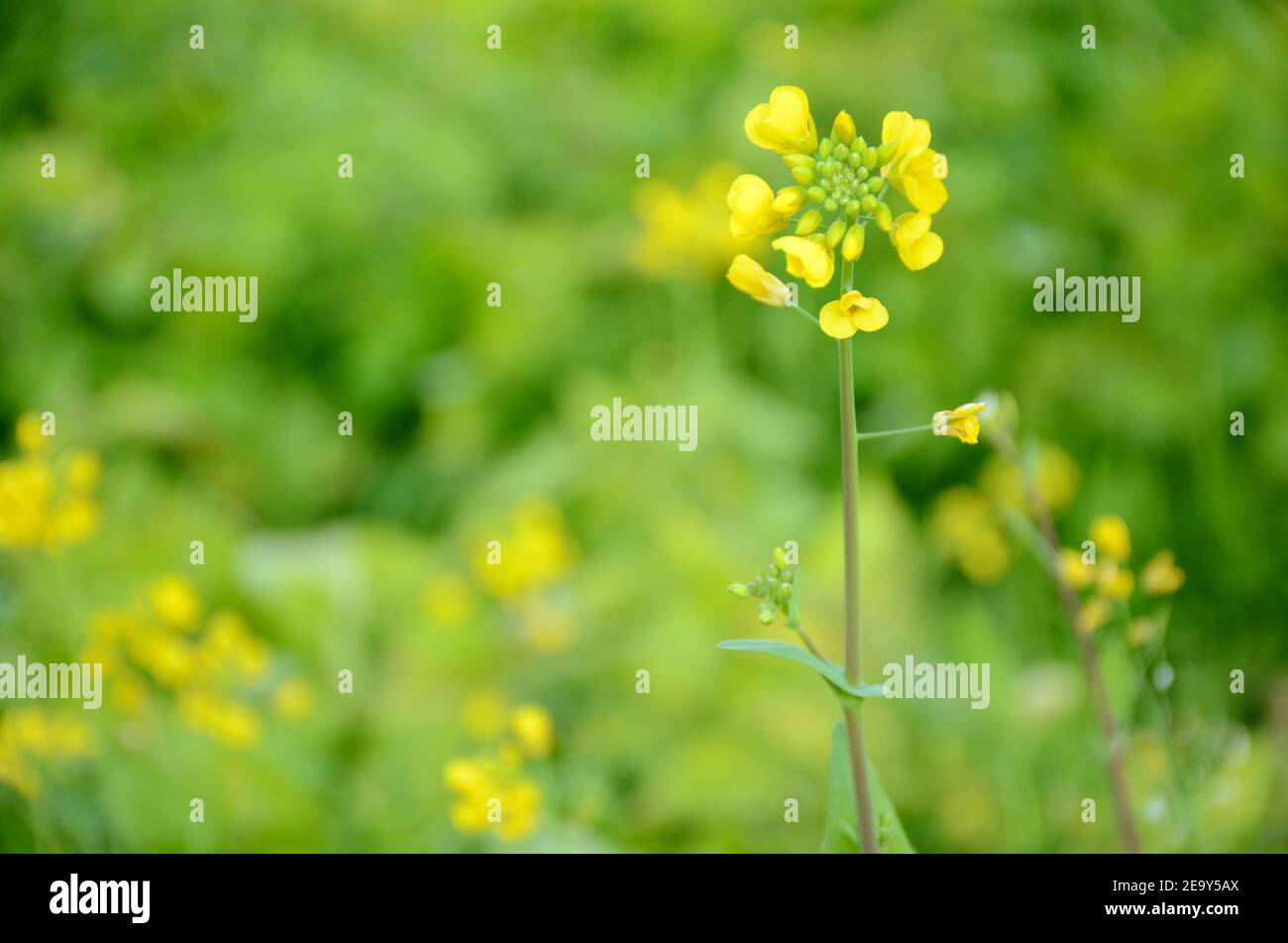 Yellow mustard plant in a garden Stock Photo - Alamy