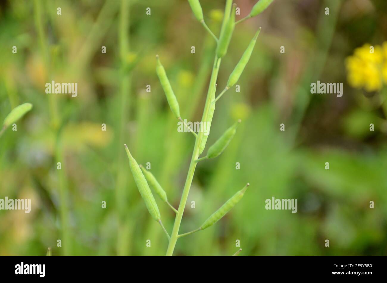 Pods of a yellow mustard plant in a garden Stock Photo - Alamy