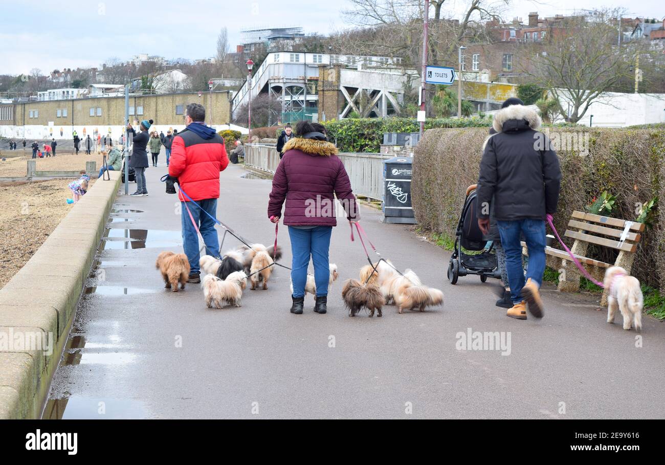 People are walking with lots of small funny looking dogs on seafront ...