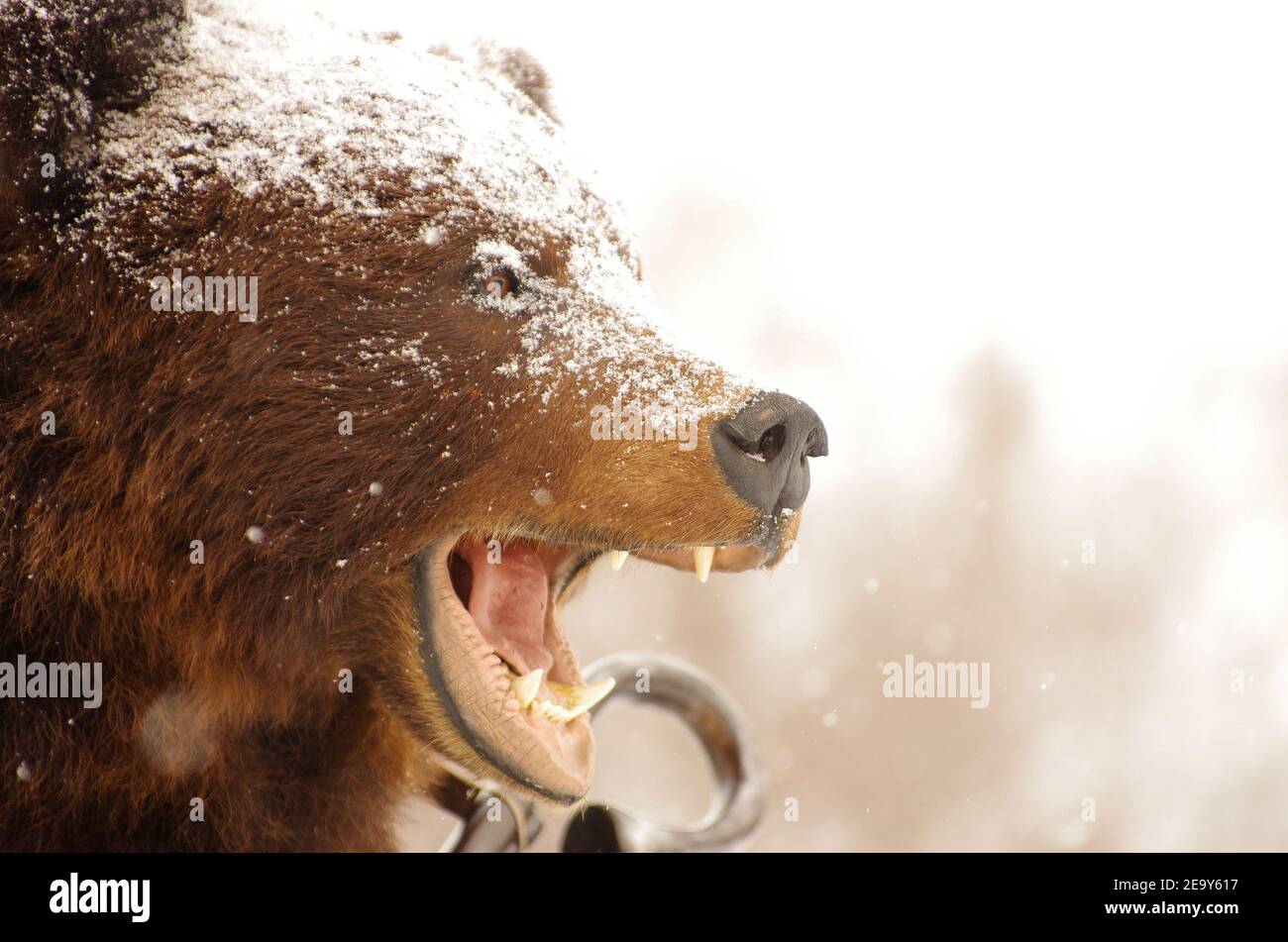 A stuffed brown bear with an open mouth on a city street during a ...
