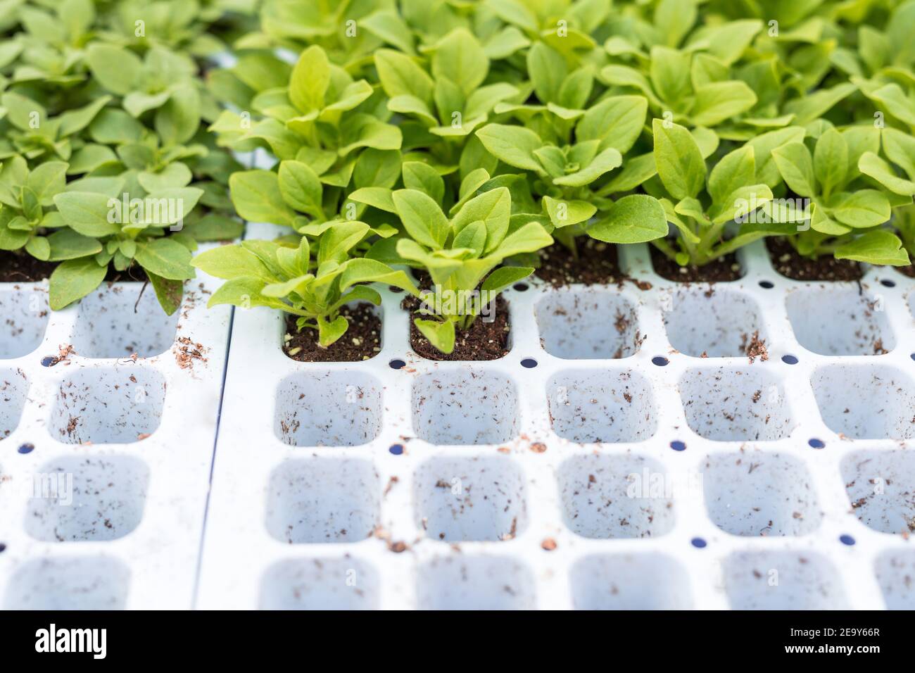 Petunia seedlings hi-res stock photography and images - Alamy