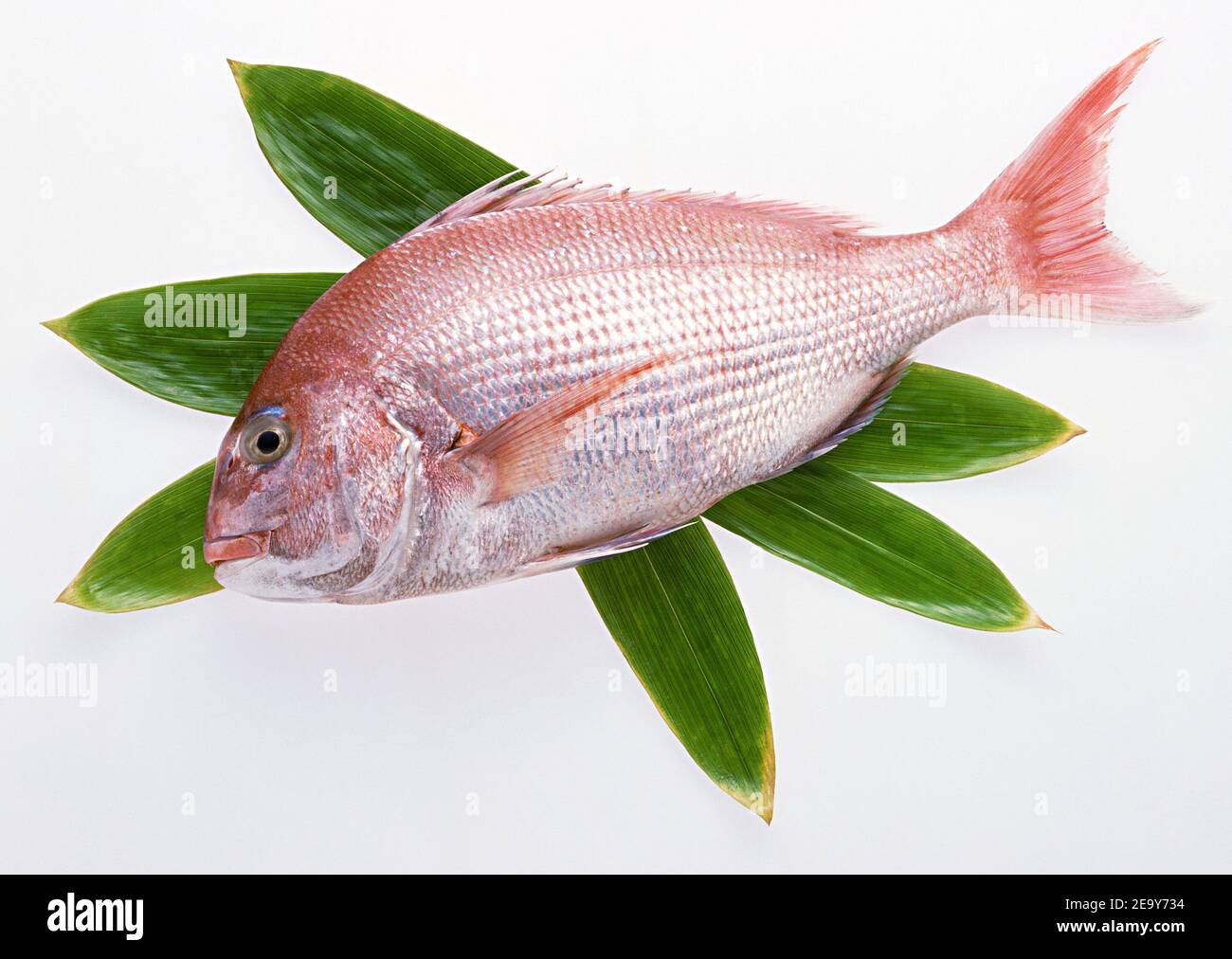 fresh fish isolated over white background Stock Photo - Alamy