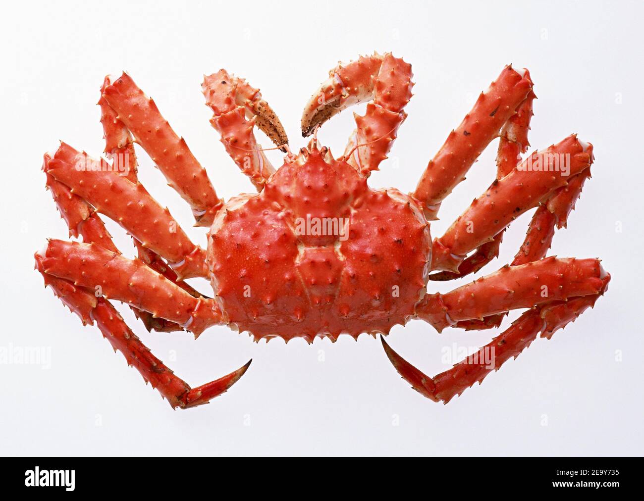 crab isolated on white background Stock Photo - Alamy