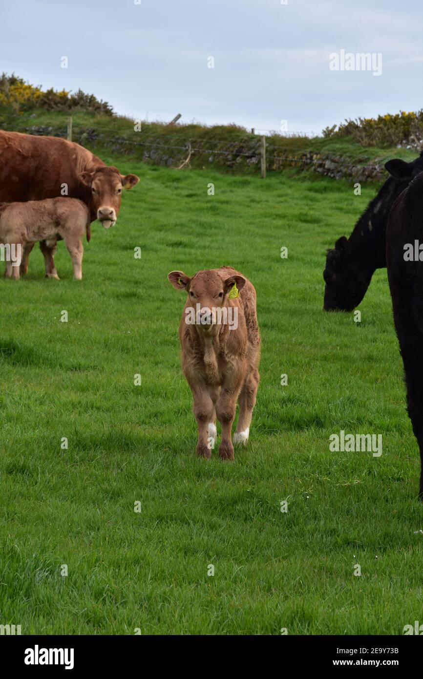 Field with a tan baby calf standing with other cows in a pasture Stock ...