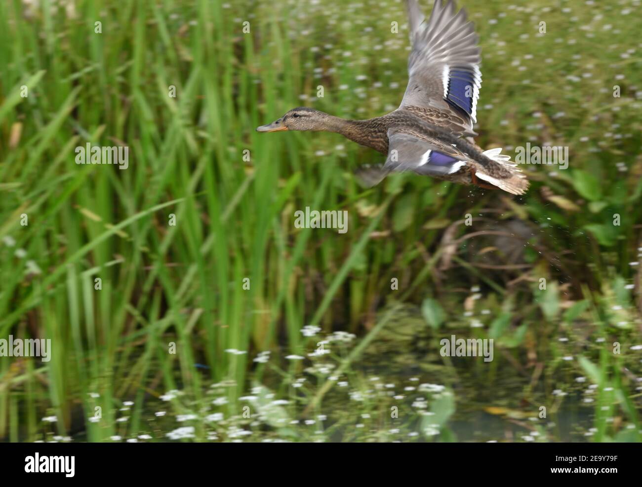 Mallard duck takes flight from the pond, you can still see falling ...