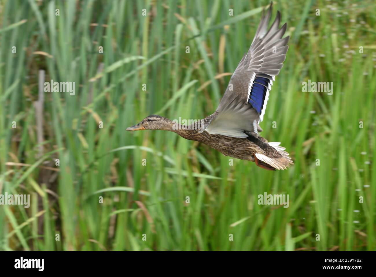 Mallard duck takes flight from the pond, you can still see falling ...