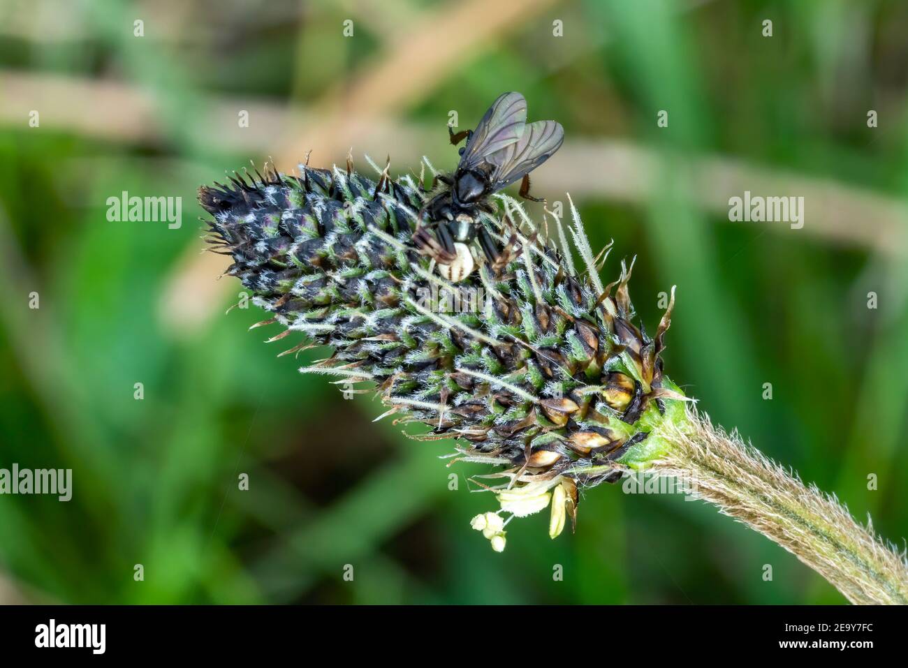 Spider catching insect hi-res stock photography and images - Alamy
