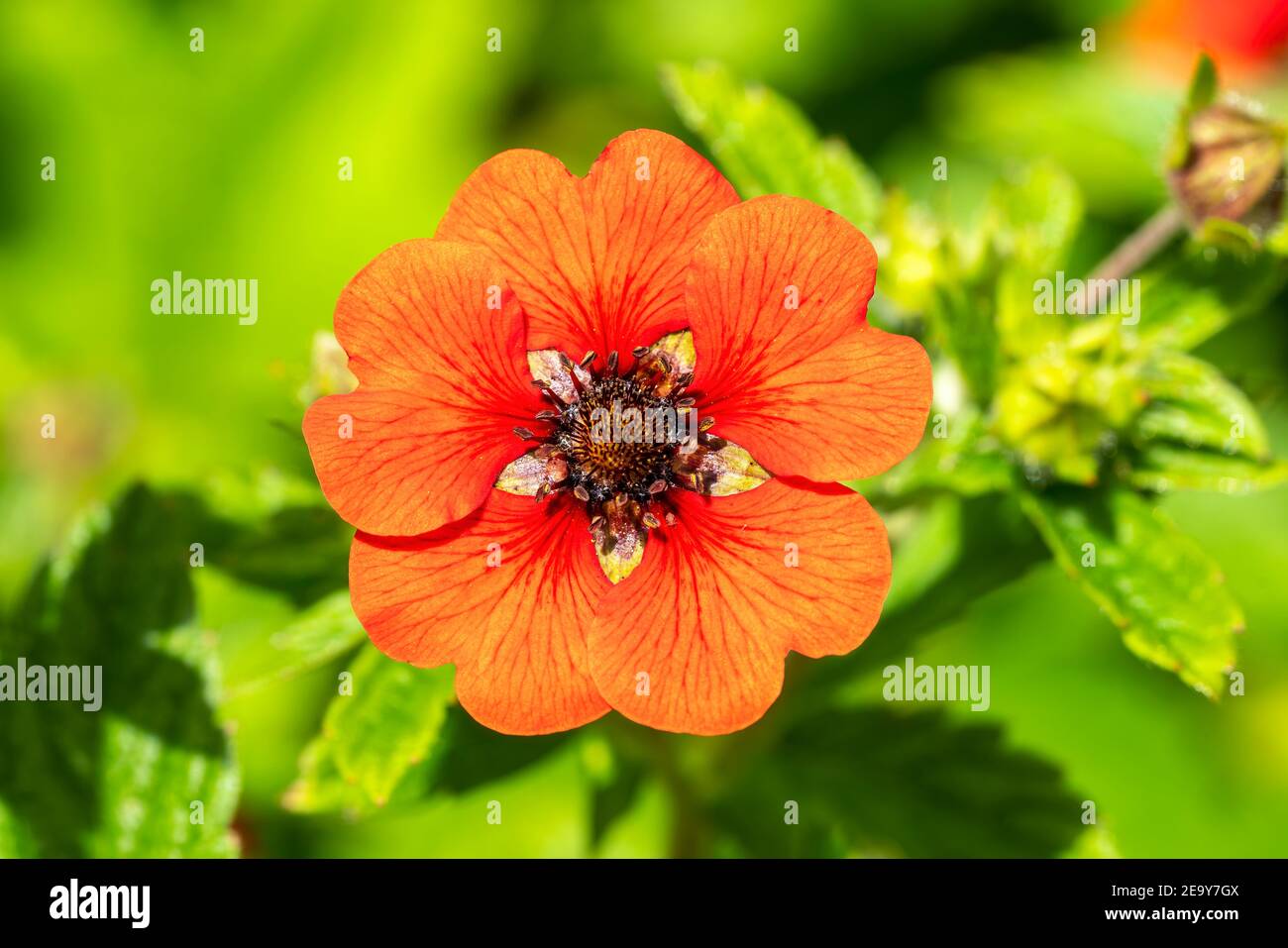 Scarlet orange hi-res stock photography and images - Alamy